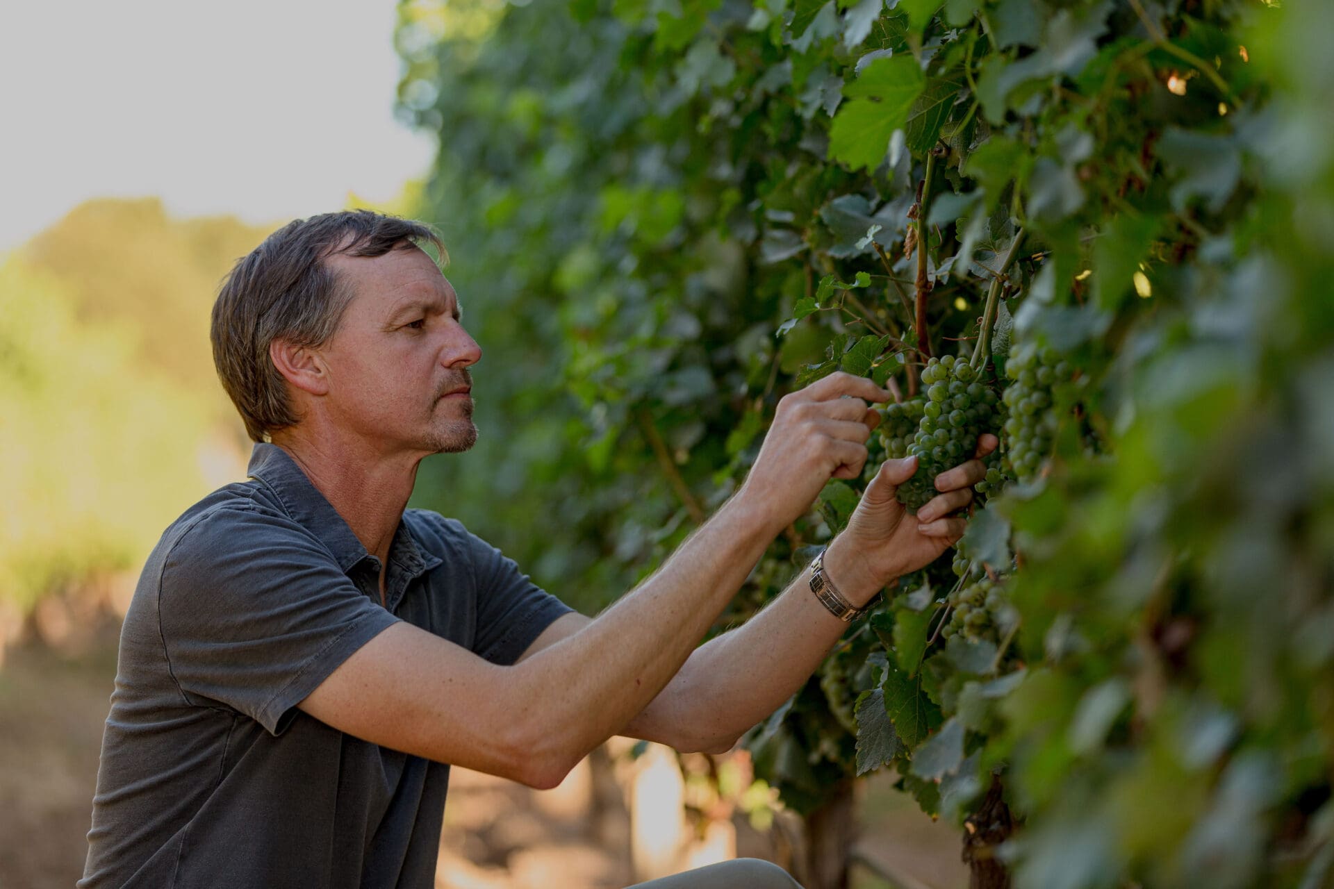 Winemaker Andrew Murray Acquires Historic Syrah Producer Qupe - Wine ...